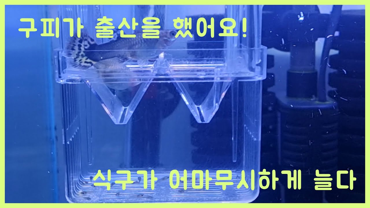 구피가 출산했어요 물고기 어항물고기 아쿠아리움 수족관 열대어 물고기키우기 어항 어종 물고기 사육 어항관리