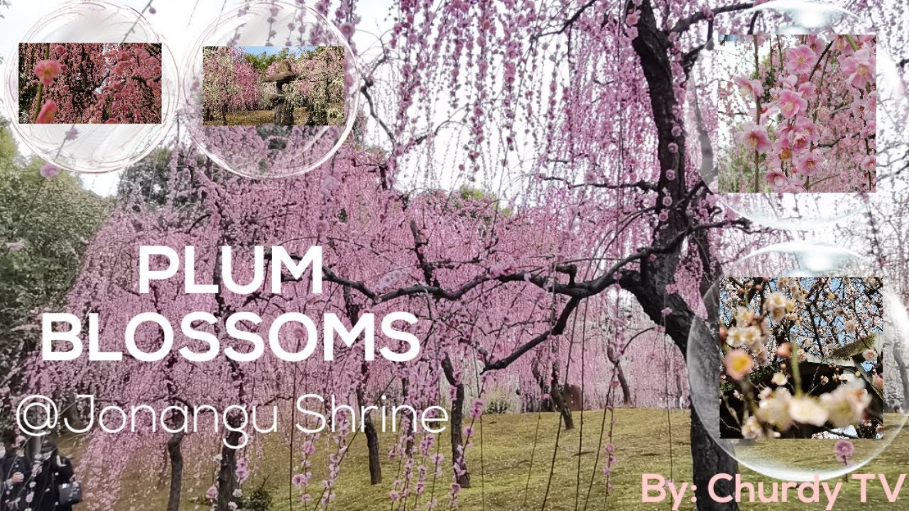 Plum Blossoms at Jonangu Shrine || Kyoto - YouTube