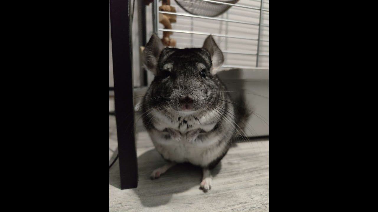 chinchilla client devlog #2 - YouTube