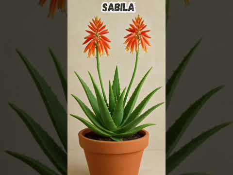 “El significado secreto cuando tu sábila florece”#planta #floracion #significado #sabila