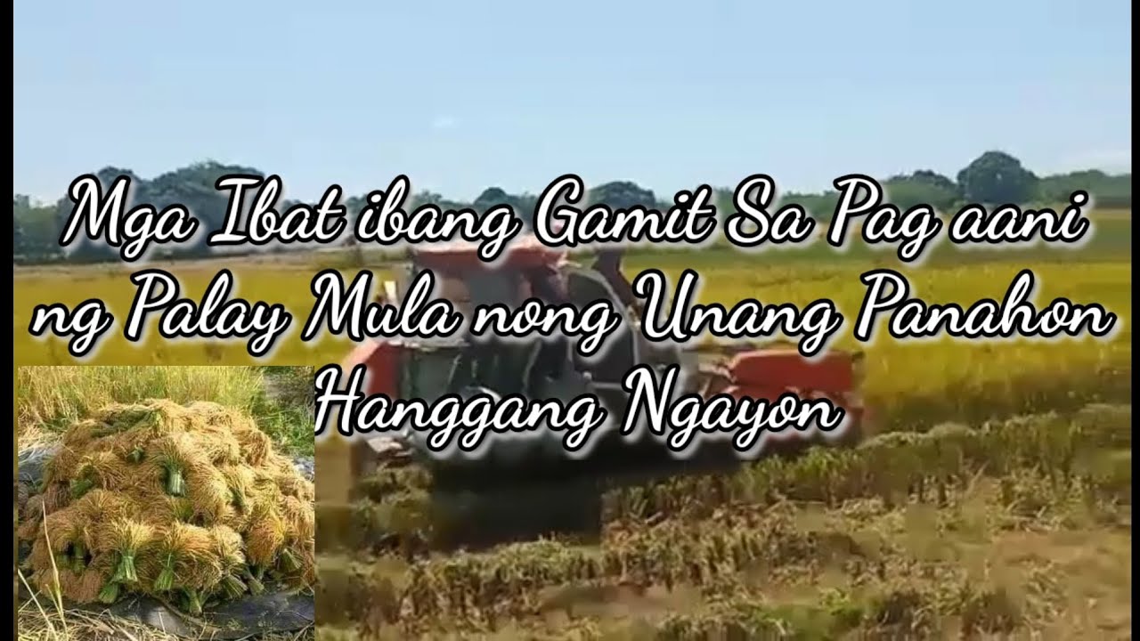 Ang Pag aani Ng Palay noong Unang Panahon Hanggang Ngayon - YouTube