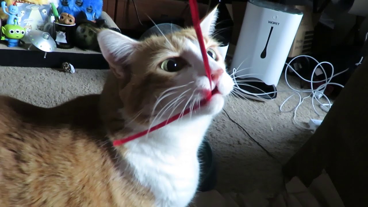 Cat Loves To Play With Ribbon - YouTube