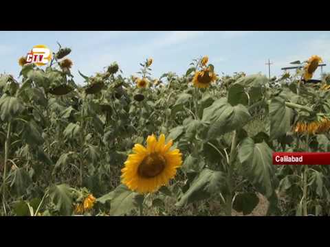 Cəlilabadın günəbaxan sahələrində bolluq müşahidə olunur