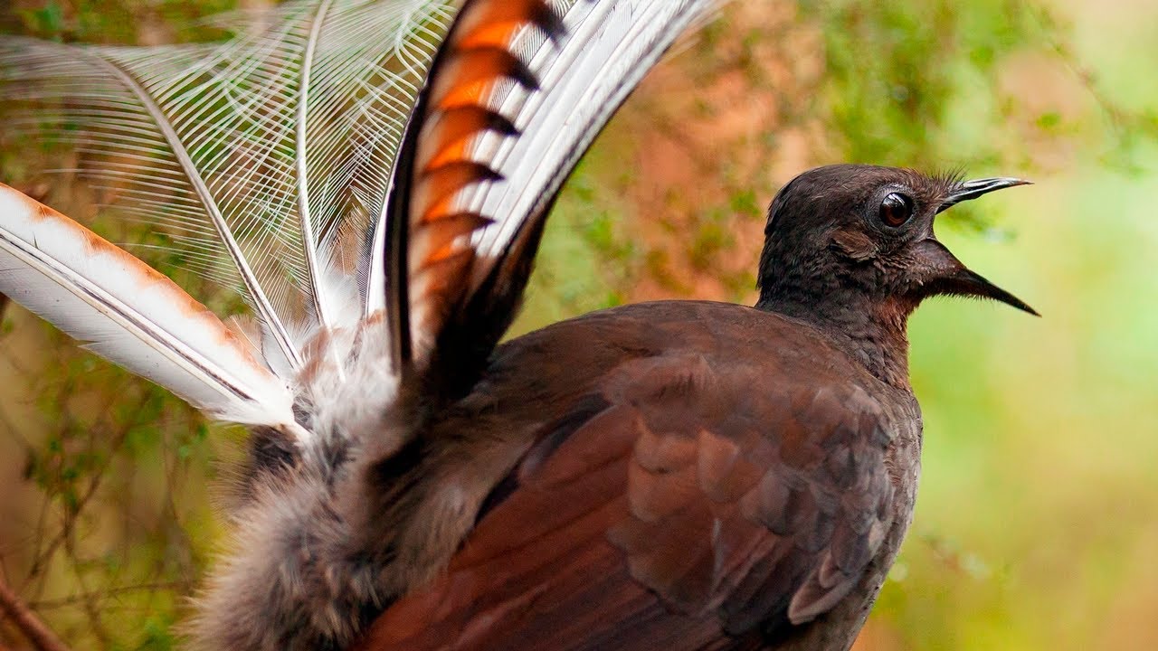 Male lyrebirds use mimicry in mating dance - YouTube