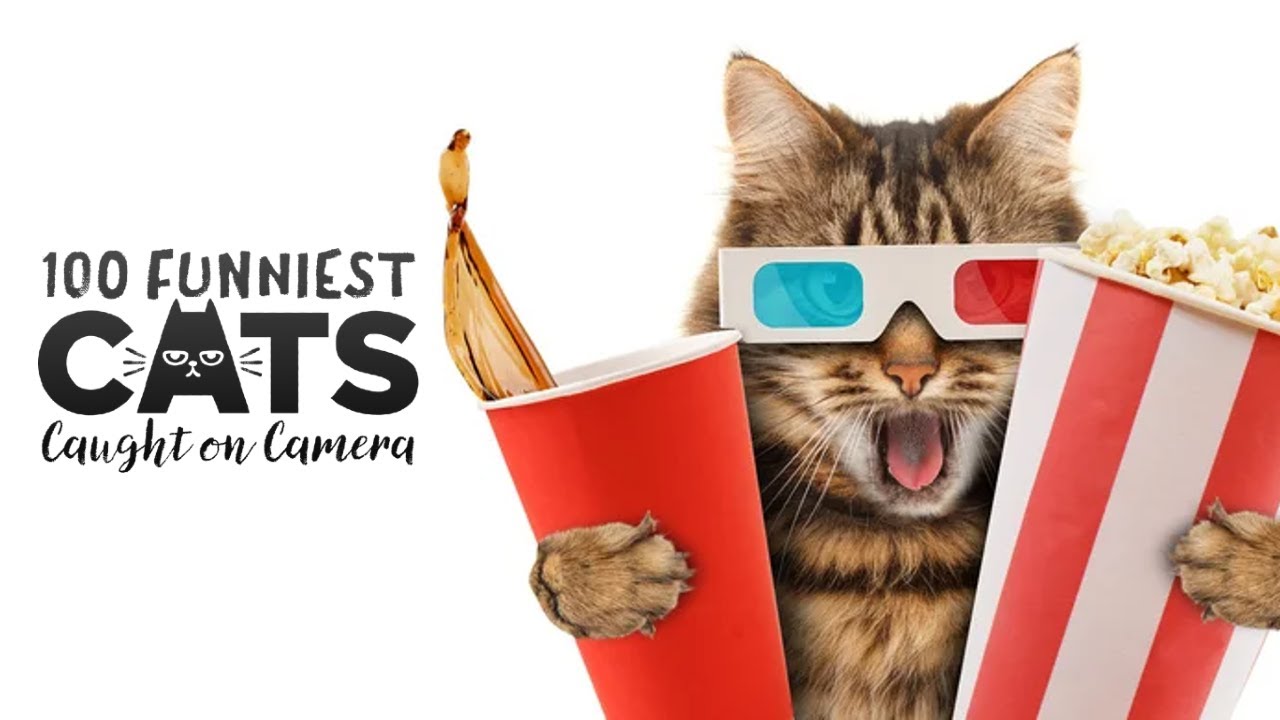 100 Funniest Cats Caught on Camera - YouTube