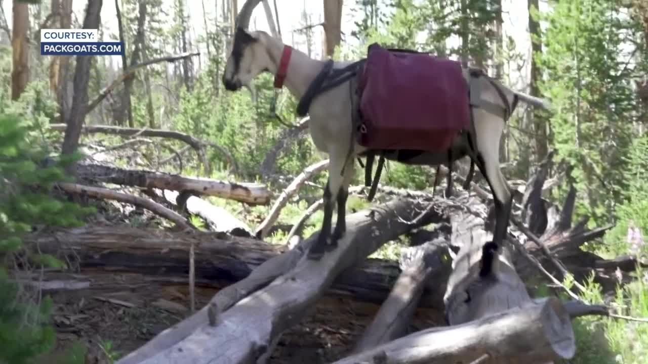 "Goat whisperer" Marc Warnke raises goats to carry his gear in the ...