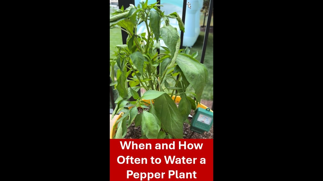 When to Water Pepper Plants - YouTube
