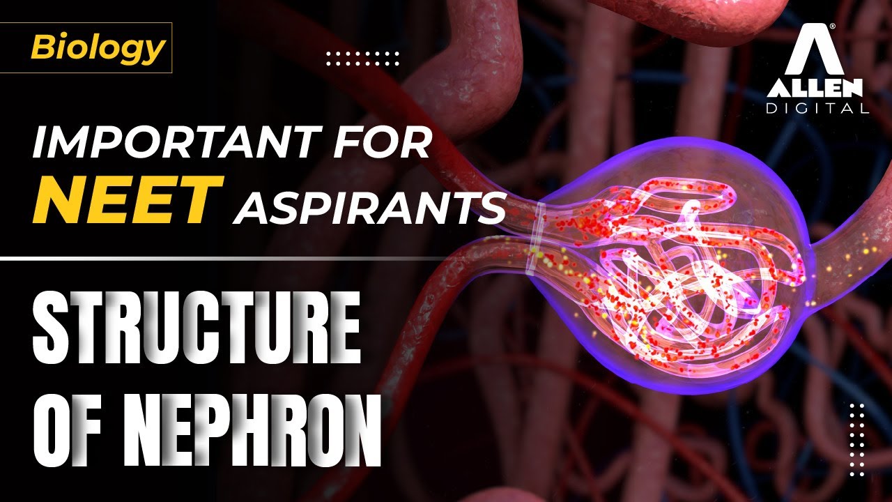 🌟 Structure of Nephron | Excretory Products and their Elimination ...