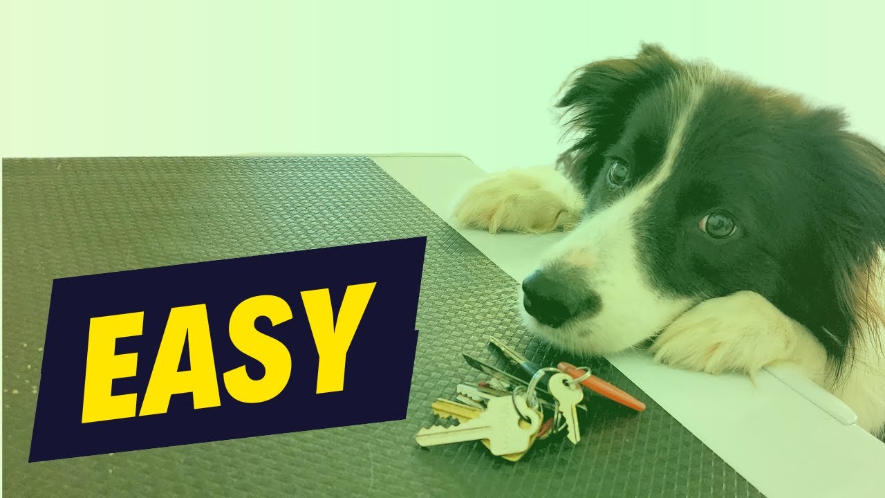How To Teach ANY Dog To Find Your Car Keys - Step 1 - YouTube