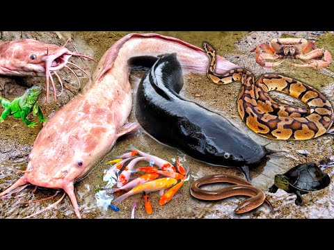 Vay canına! Yılanbaş balığı, dev yayın balığı, süs balığı, patin balığı ve yılanbaş balığıyla dolu