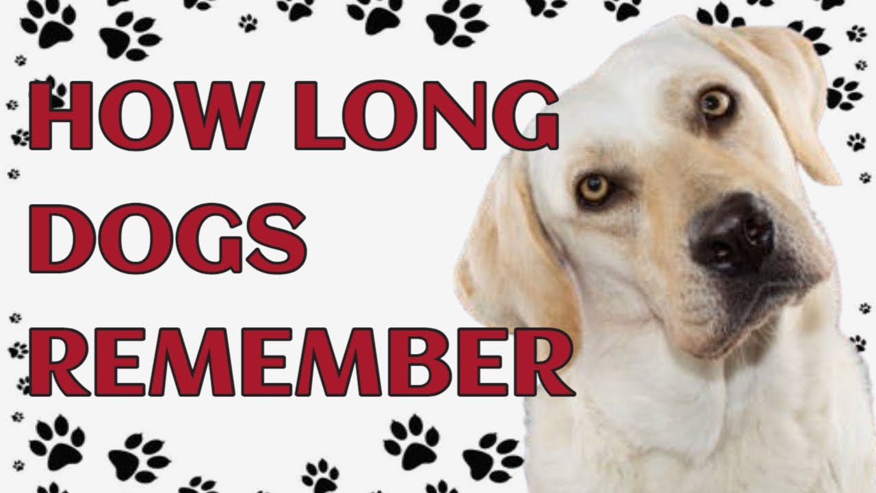 🐾 How Long Can a Dog Remember a Person? - YouTube