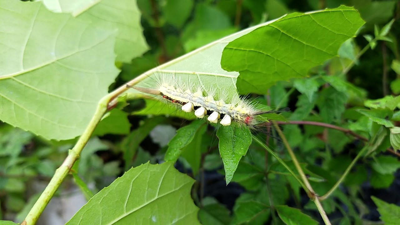 White-marked Tussock Moth Caterpillar - YouTube