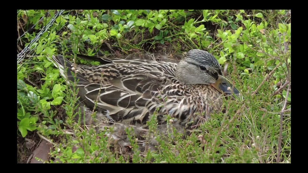 Sitting duck (on her nest). Gräsand ruvar ägg på min tomt, del 1. - YouTube