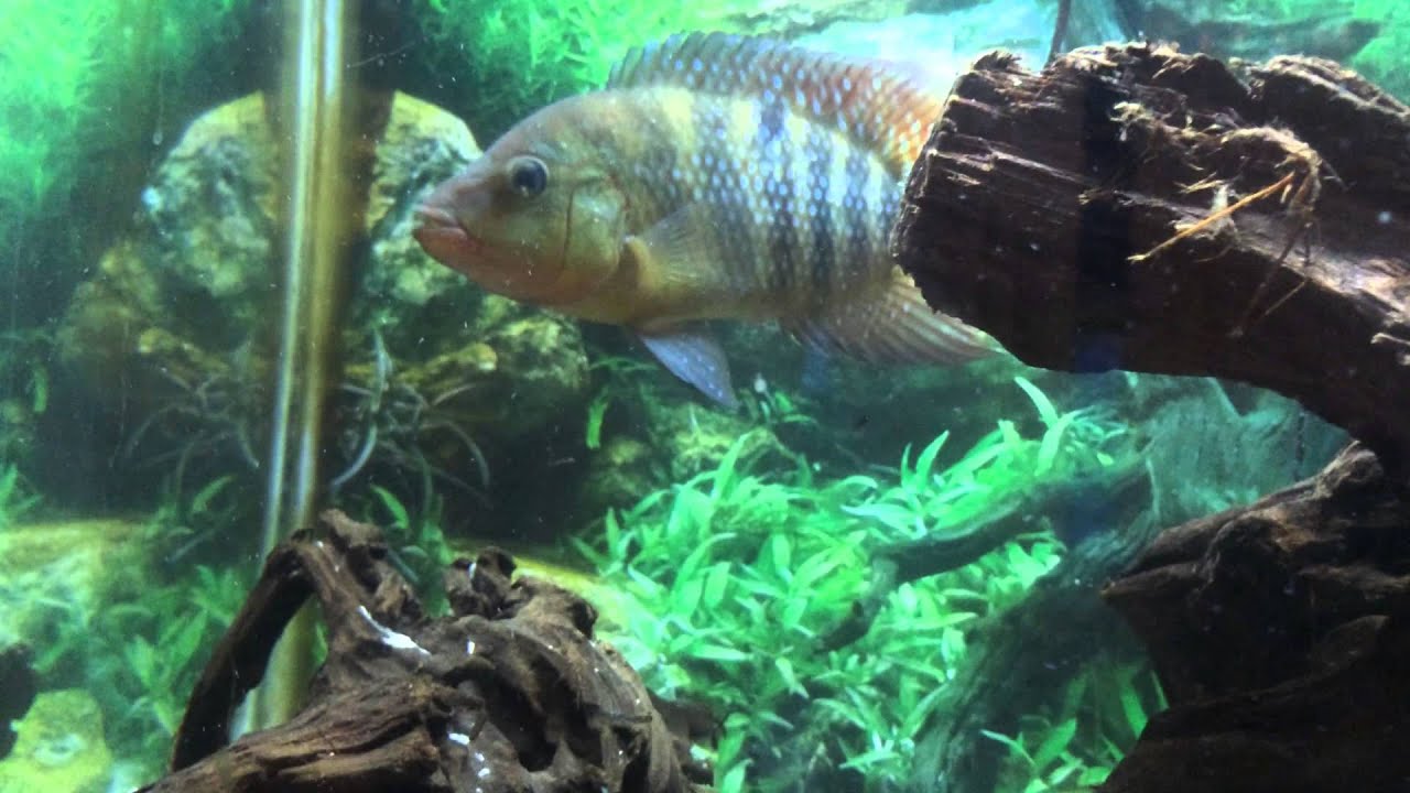 My Male Red Terror Aka Festae - YouTube