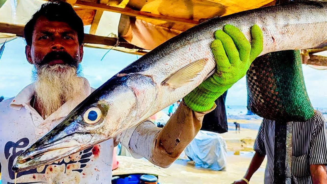 King Fish!! Barracuda Fish Cutting Skills | BARRACUDA - Angry Marine ...