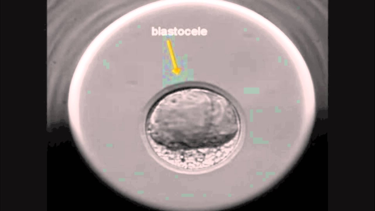 INSTITUT MARQUÈS - Desarrollo de un embrión de ratón visto con el Embryoscope - YouTube