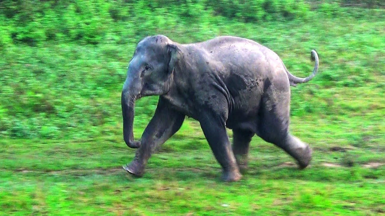 Morning time, Fast running time for wild elephants - YouTube
