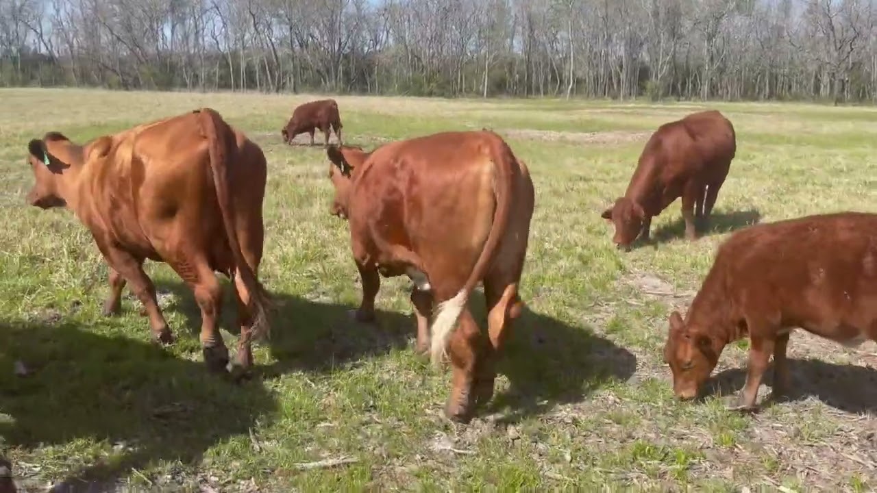 Rocking RB Cattle Co Beefmaster Heifer CF 474/9 - YouTube