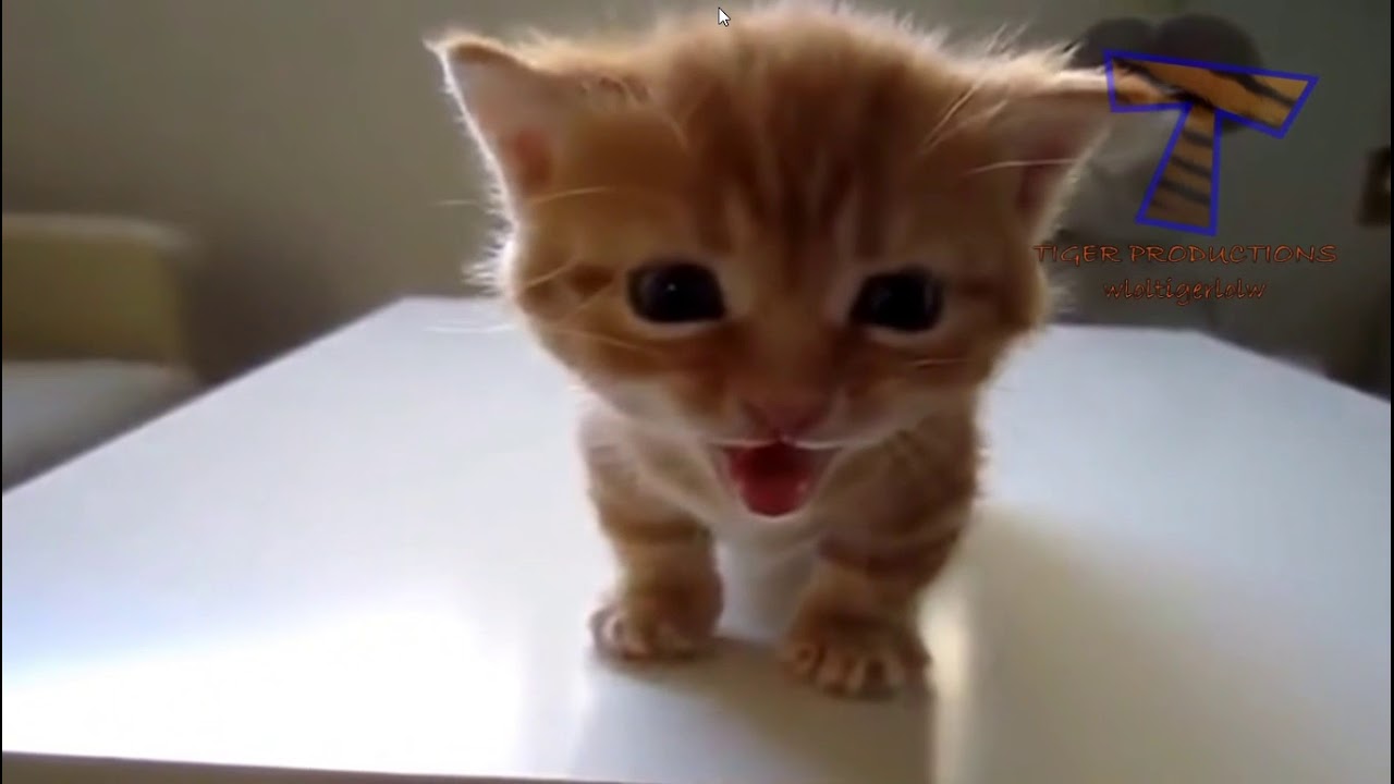 2 Little kittens meowing and talking Cute cats saying meow. - YouTube