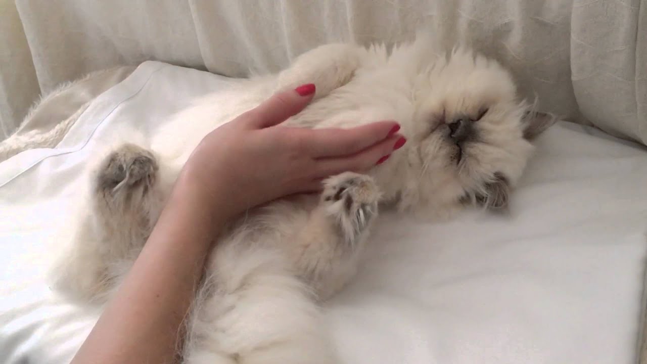 Persian cat getting pampered - YouTube