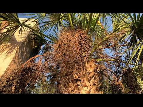 Texas Sabal Palm Fruit - YouTube