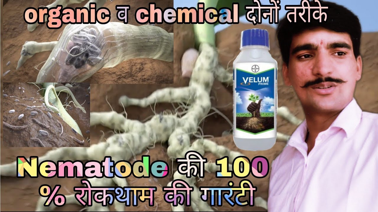nematode control/nematode control organic/velum prime bayer/nematode ki ...