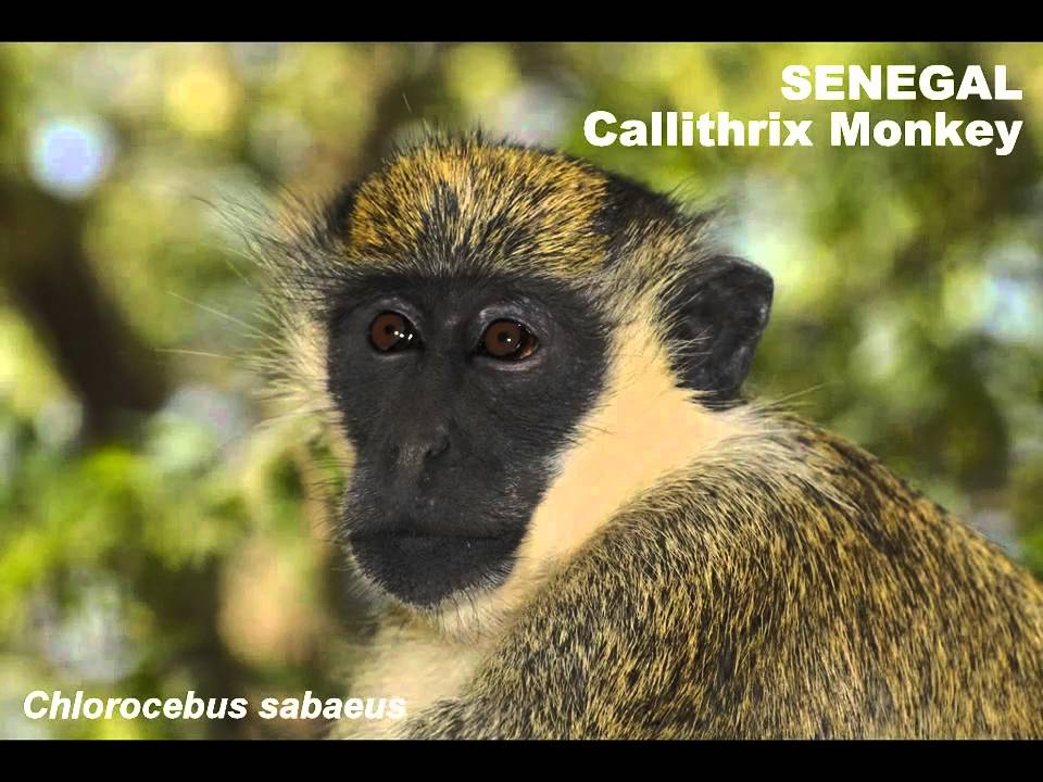 Wildlife of Senegal - YouTube