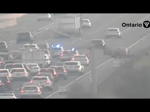 Four dogs on the loose causes traffic jam on Highway 403 - YouTube
