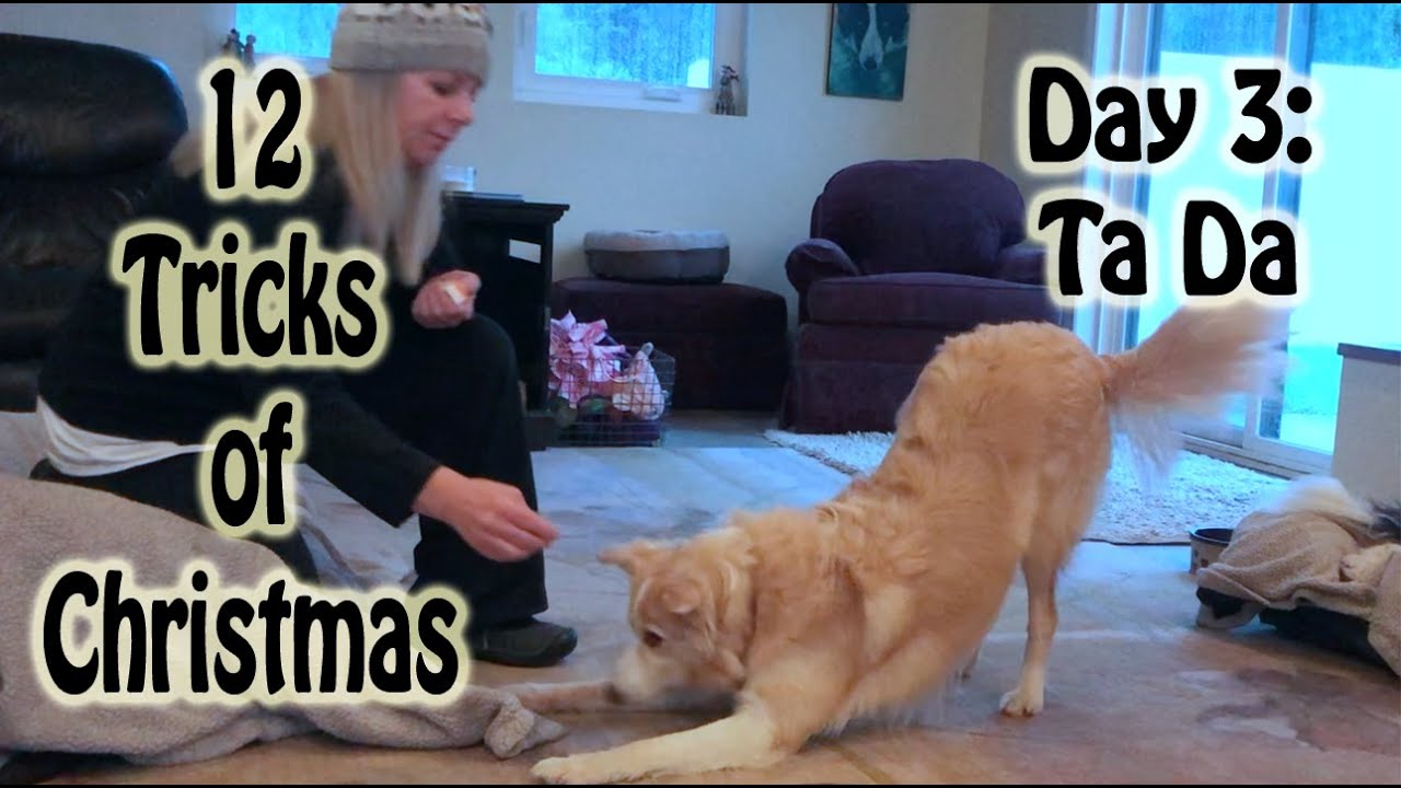 12 Tricks of Christmas - Day 3: TaDa (Bow) - YouTube