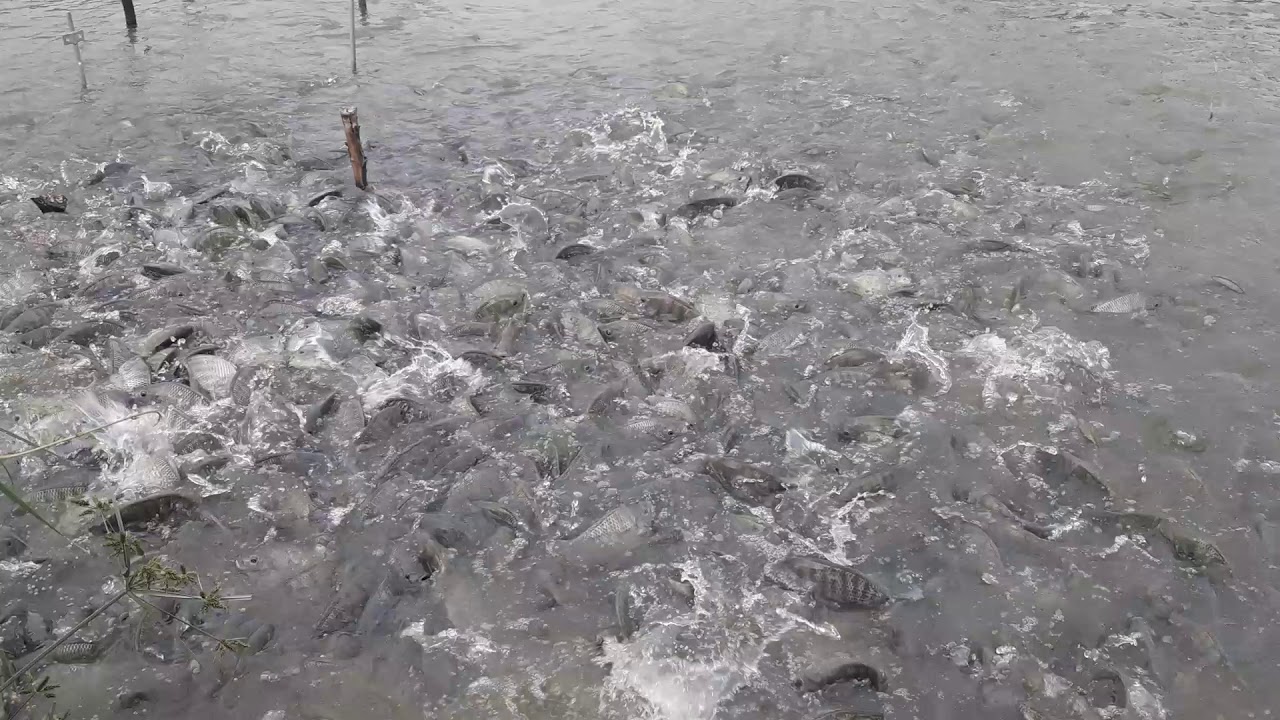GIFT Tilapia feeding practice - YouTube