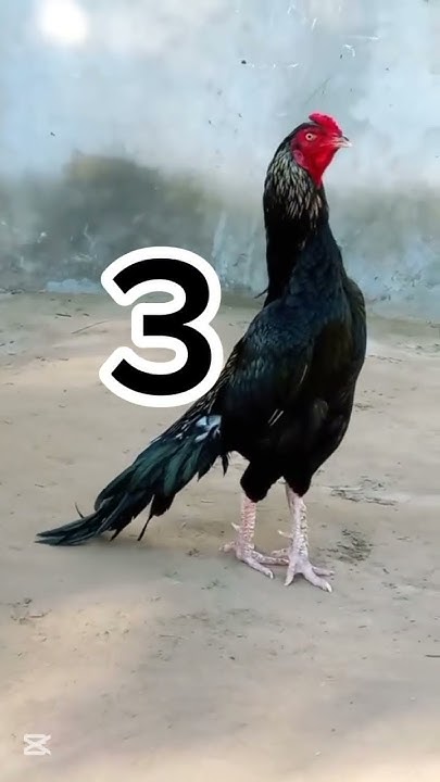 punjab aseel breed - YouTube