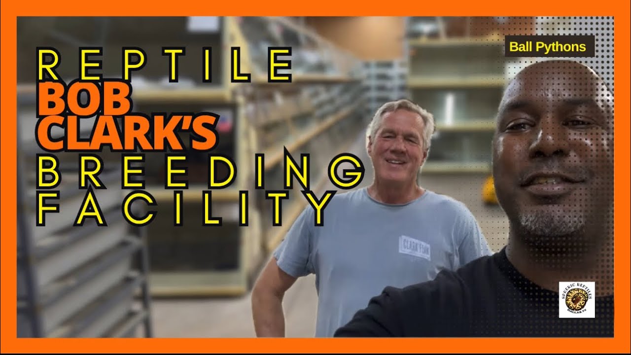 Bob Clark’s Reptile Breeding Facility | #youtubevideos #snake #reptiles #pets - YouTube