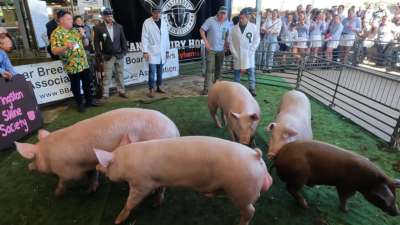 Pig Week - We've Entered A Couple Of Boars In The Christchurch Show ...