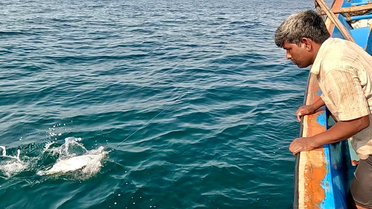 Catching Plenty of Queen Fish Using Live Baits - YouTube