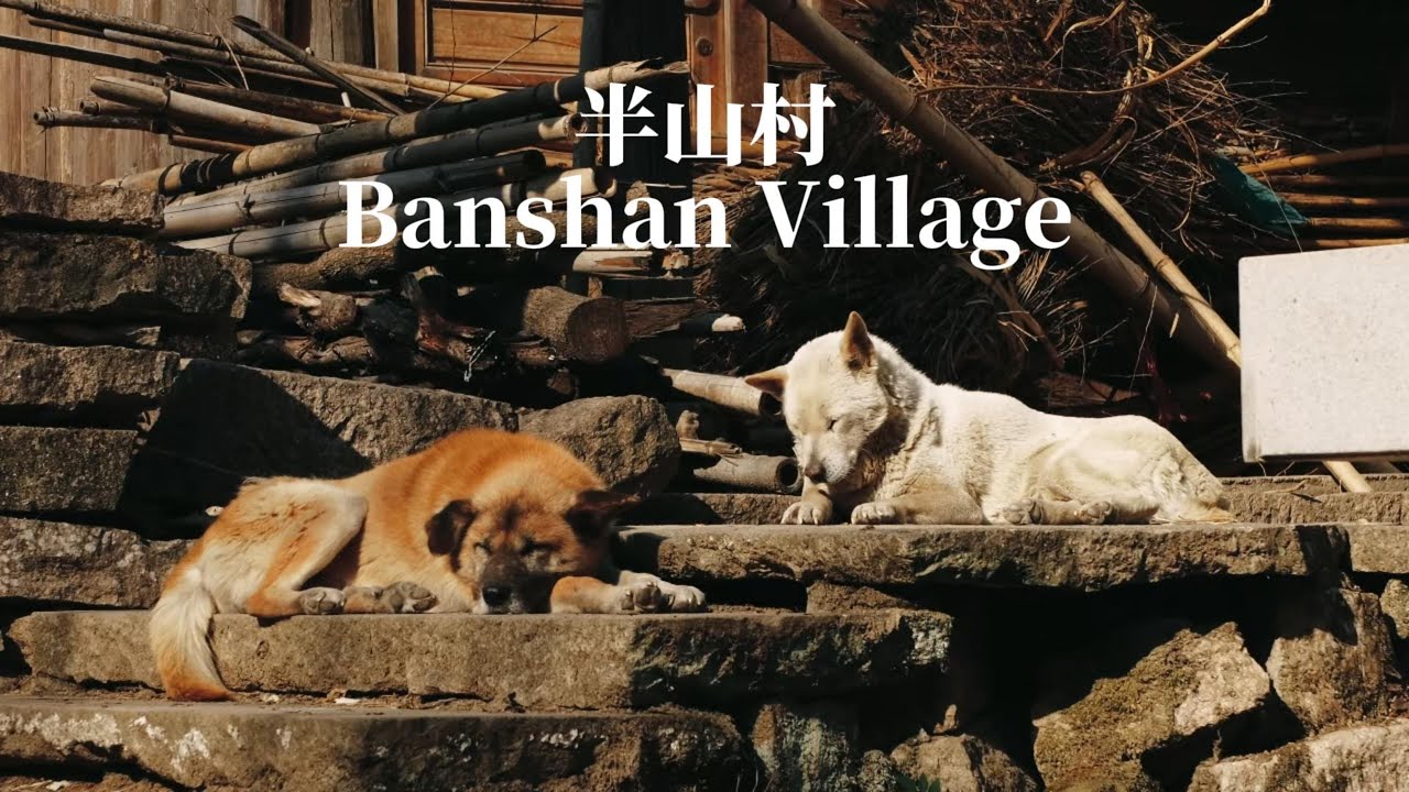 【4K】China rural village walk：Banshan Village,台州半山村，古道古樹古村落,千樹萬樹梨花開 ...
