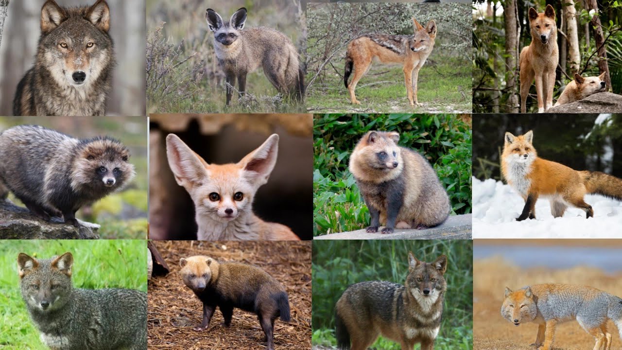 All Wild Dog Sounds - YouTube