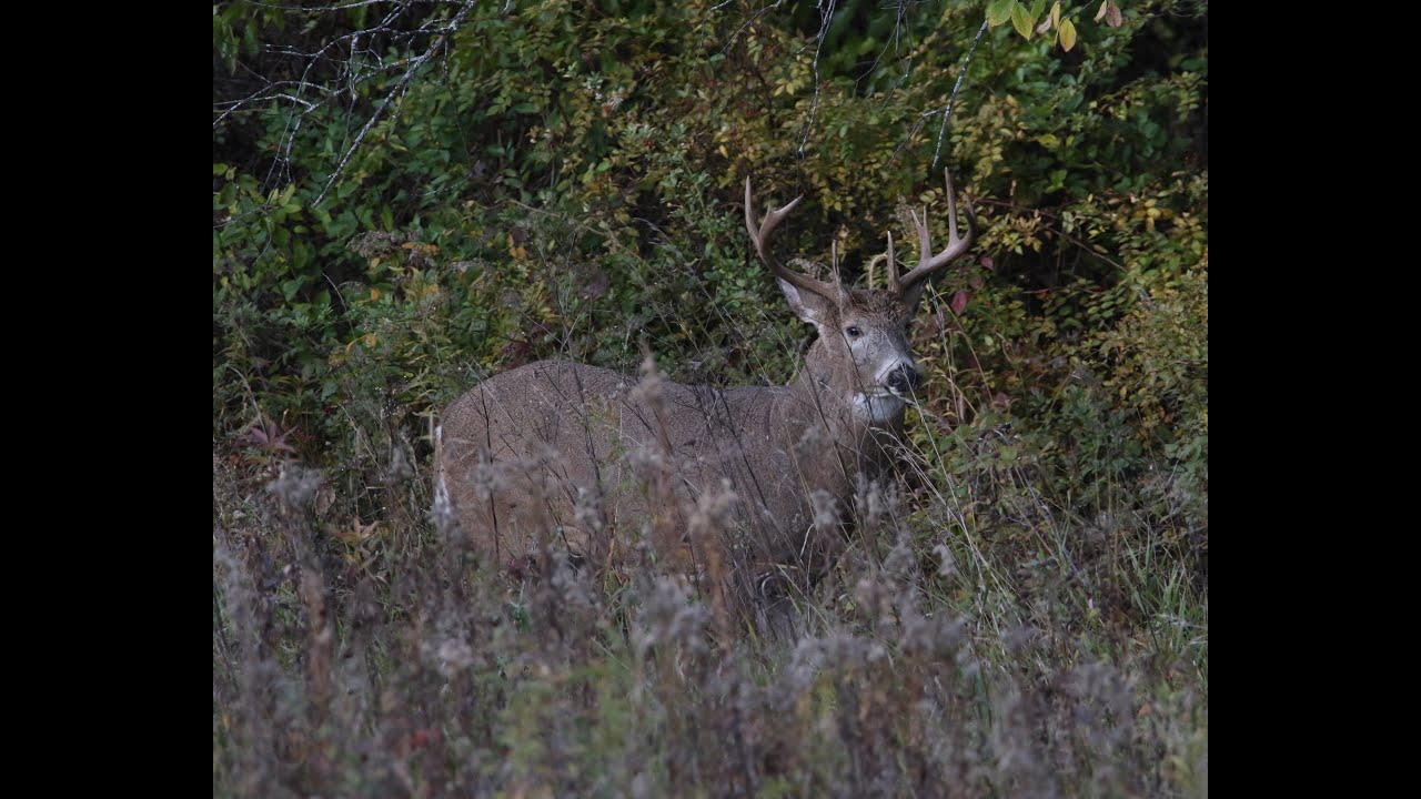 White-Tailed Deer during the rut Trail Camera Captures PART 2 2023 ...