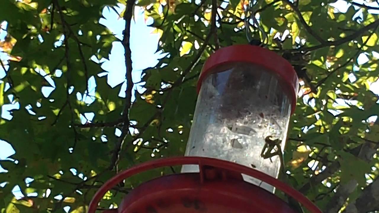 Praying Mantis vs Yellow Jacket - YouTube