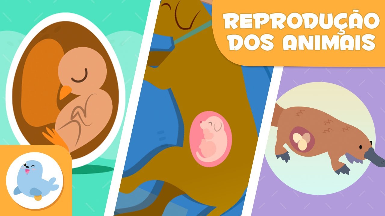 REPRODUÇÃO dos ANIMAIS 🐶🐦 SEXUADA E ASSEXUADA 🥚🤰🏻 OVÍPAROS, VIVÍPAROS E ...
