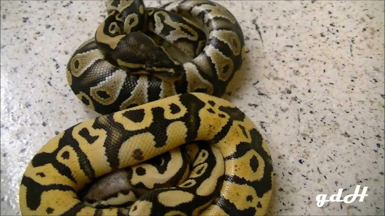 ball python mystery unboxing Halloween pickup - YouTube