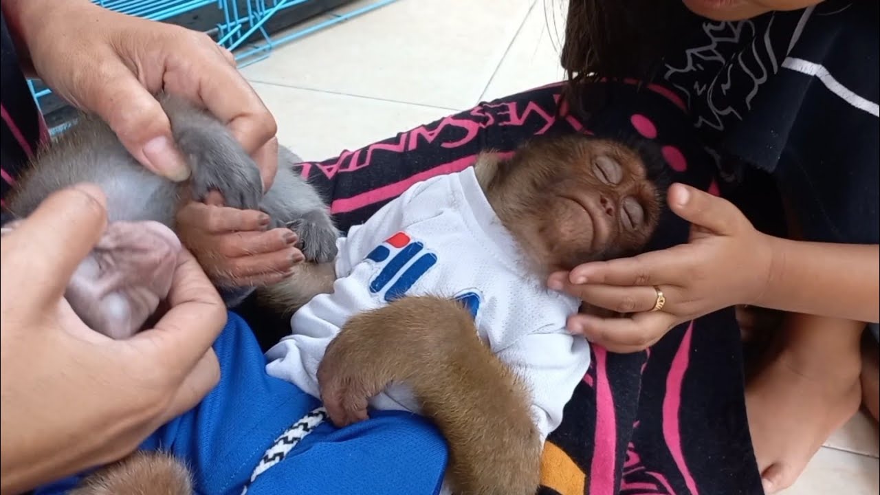 baby monpai koko is very active disturbing the baby monkey who is fast ...