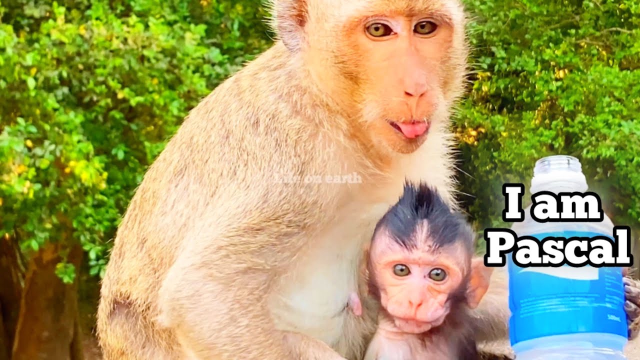 Mother monkey Pinky and her new baby boy/ Mila monkey troop good news ...