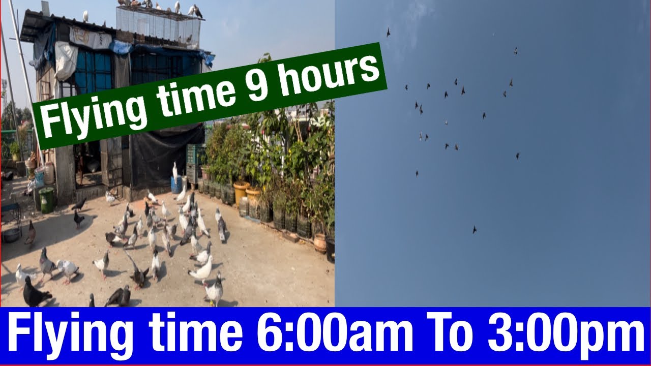 9 hour flying pegion | highflying pegion | 6am to 3pm flying time - YouTube