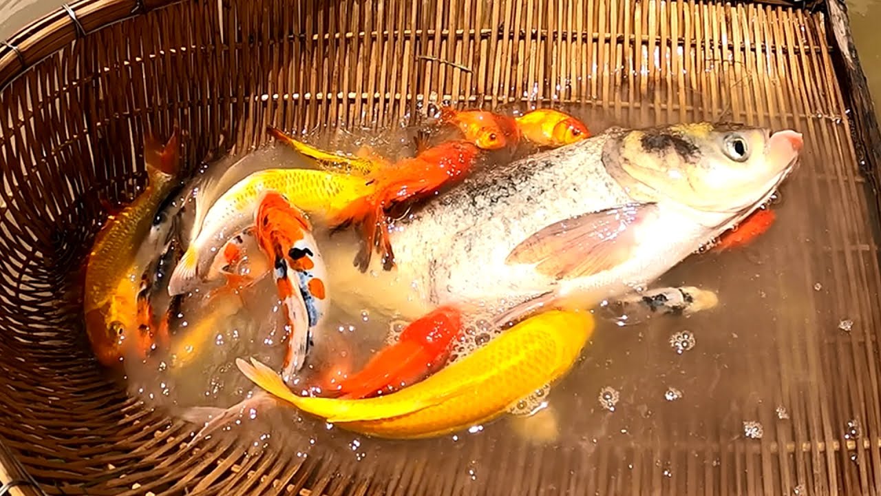 Super Lucky Day!! Found Big Silver Carp Japan KOI Giant Oranda Goldfish ...