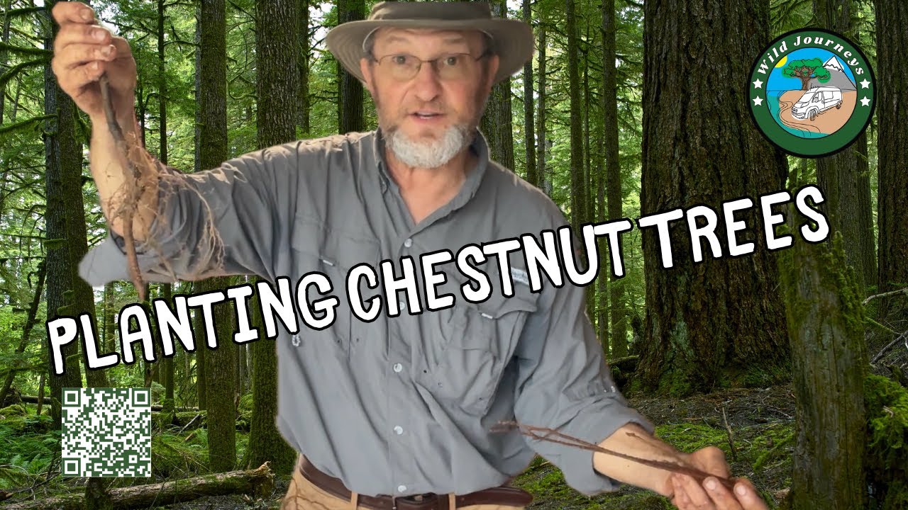 Chestnut Trees in Florida - How to temporarily plant a tree... - YouTube