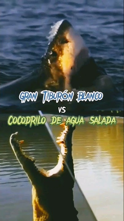Gran Tiburon Blanco vs Cocodrilo de Agua Salada. - YouTube