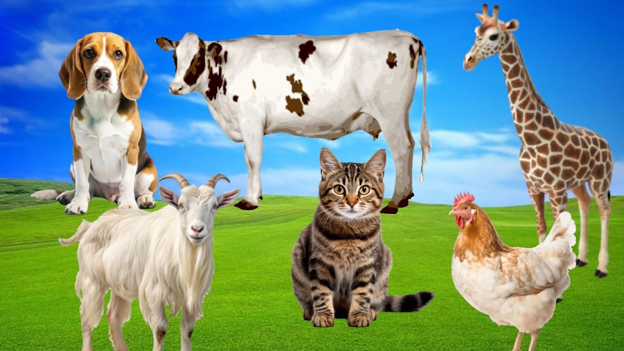 Farm Animal Sounds: Cat, Dog, Chicken, Cow, Duck, Goat, Giraffe, Pig ...