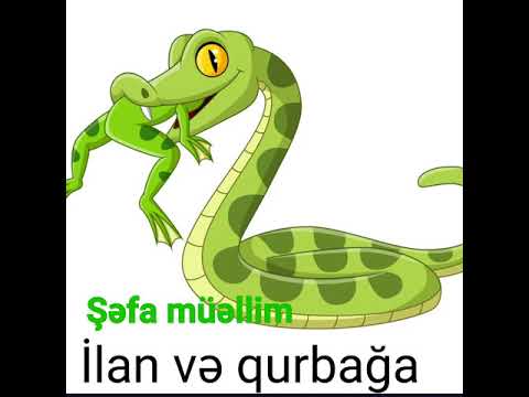 Ənvər Əlibəyli \