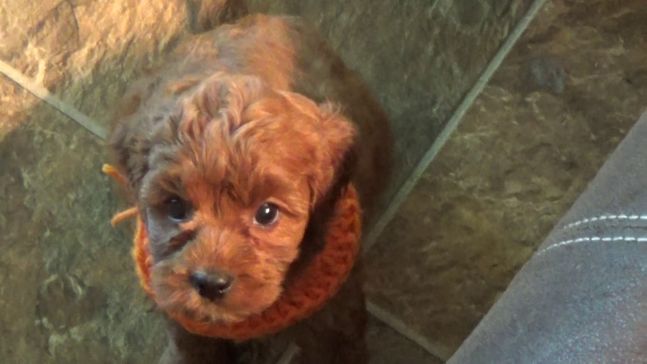 LuLu, Lacie and Lucky Lou - YouTube