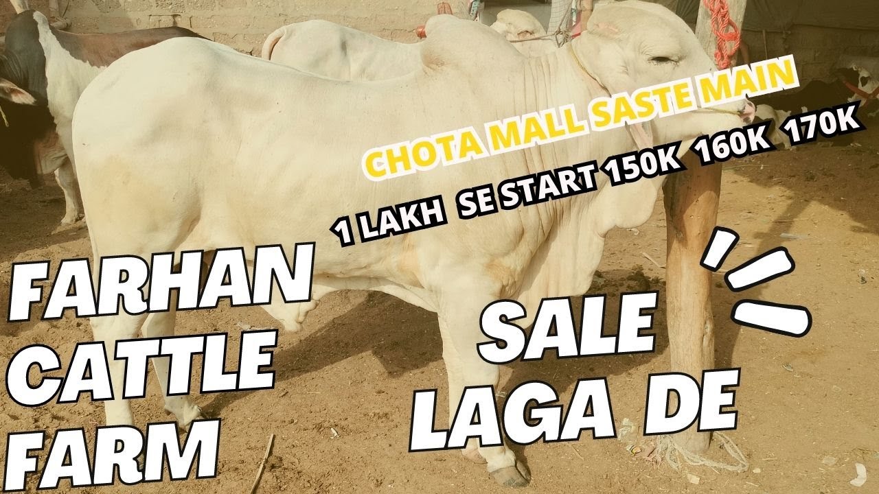 Farhan Cattle Farm 2023|#| latest Rates Updates | Munasib Qimat Season ...